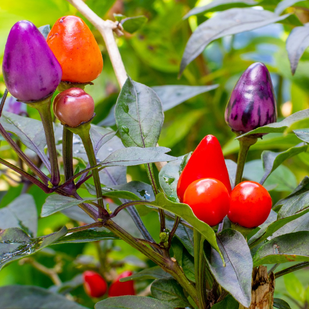 Planta De Pimiento Morado Pimiento Ornamental