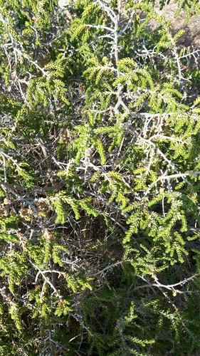 Thymelaea hirsuta - PictureThis