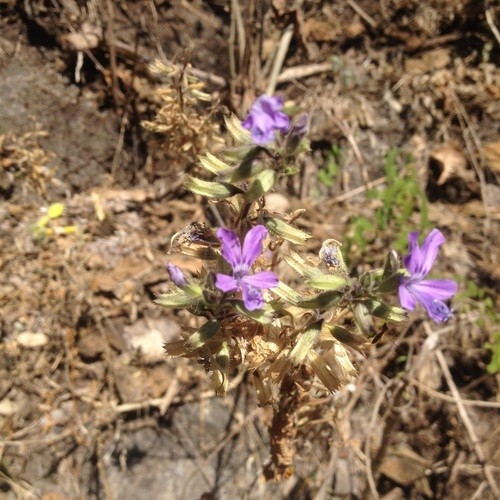 Hierba del toro (Bonplandia geminiflora) - PictureThis