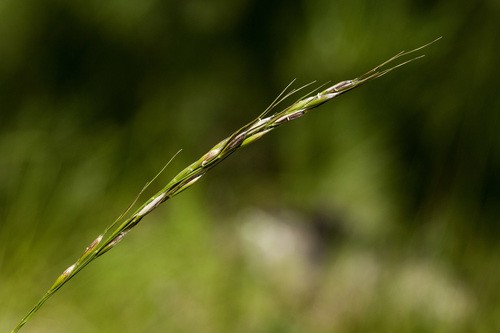Speargrass Care (Watering, Fertilize, Pruning, Propagation) - PictureThis