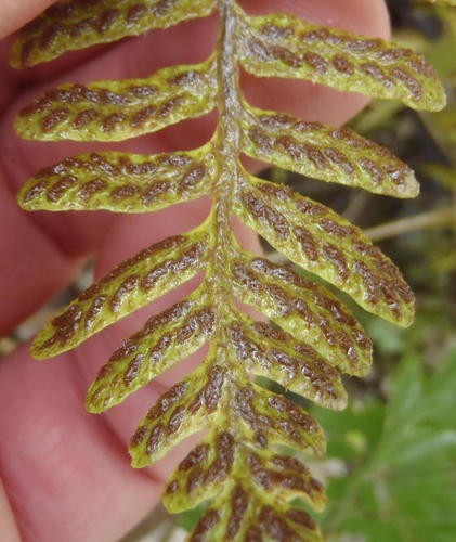 Asplenium capense 照顧，種植，繁殖，開花時間 - PictureThis