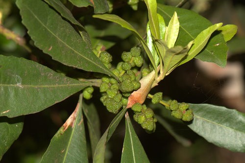Morella faya 照顧，種植，繁殖，開花時間 - PictureThis