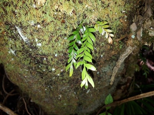 Fork ferns (Tmesipteris lanceolata) Flower, Leaf, Care, Uses - PictureThis