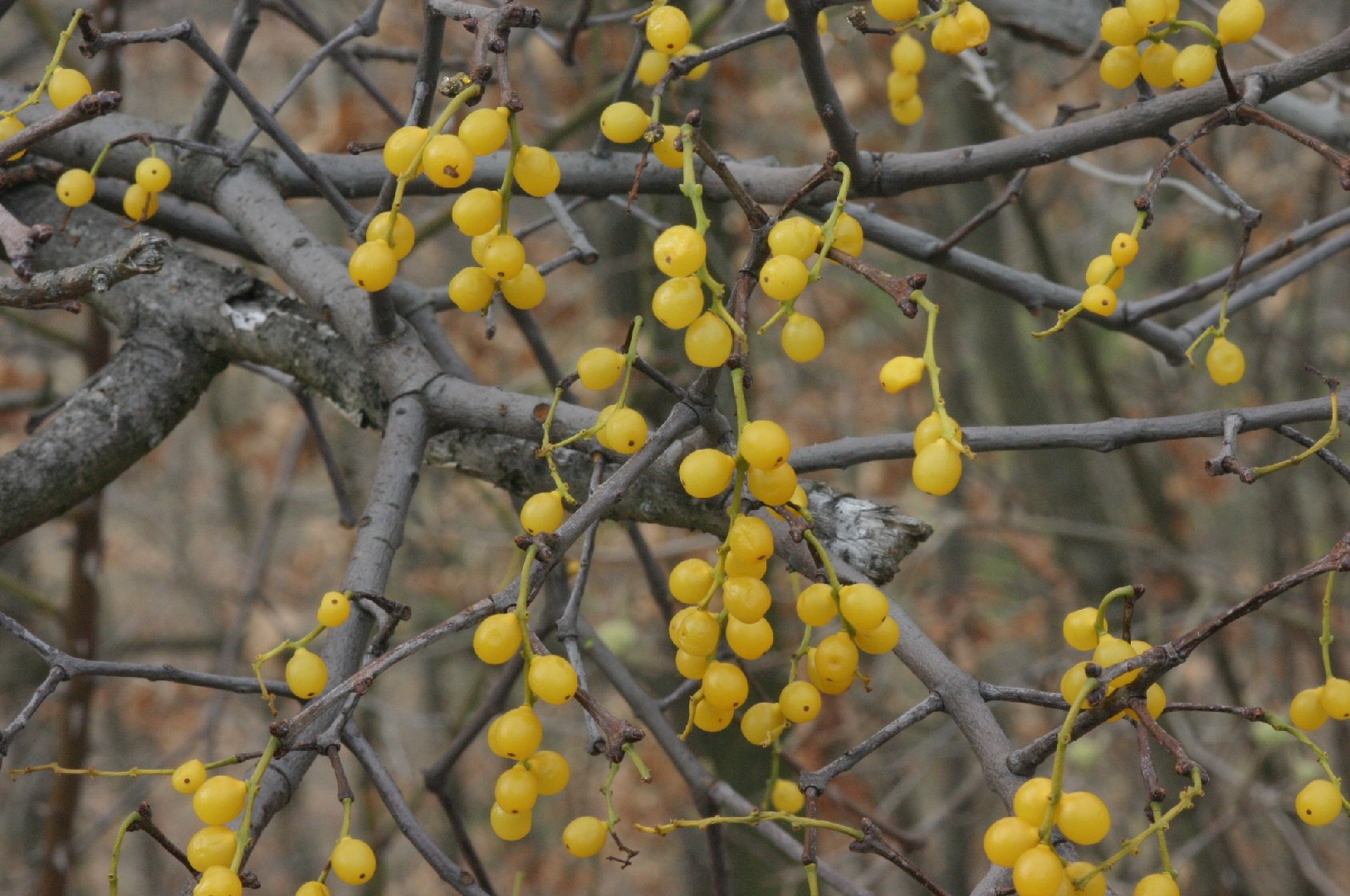 Mulberry mistletoe Care (Watering, Fertilize, Pruning, Propagation ...