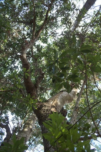 Candleberry-myrtle (Morella faya) Flower, Leaf, Care, Uses - PictureThis