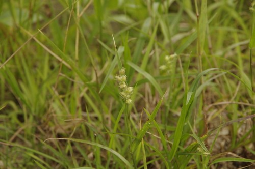Zacate cadillo (Cenchrus echinatus) - PictureThis