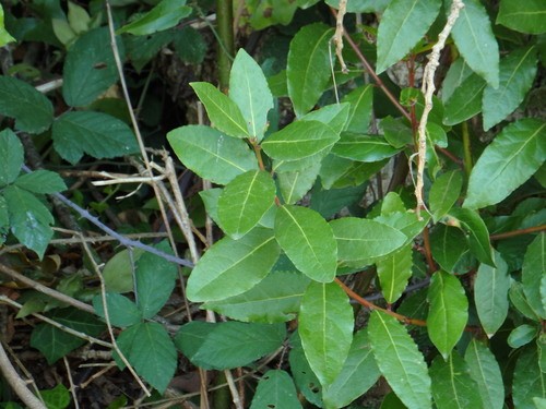 Dafnah (Laurus nobilis) - PictureThis