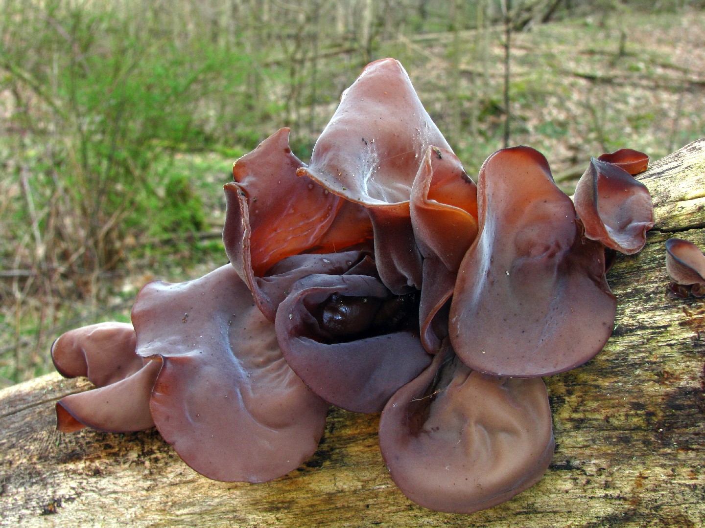 Jelly Tree Ear (Auricularia americana) Flower, Leaf, Care, Uses ...