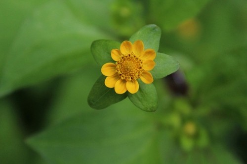 Ojo de perico (Melampodium perfoliatum) - PictureThis