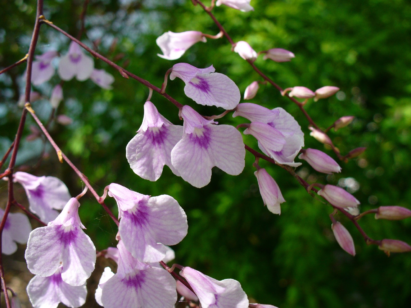 Ionopsis utricularioides - PictureThis