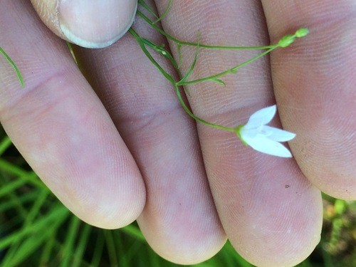 Marsh bellflower (Campanula aparinoides) Flower, Leaf, Care, Uses ...