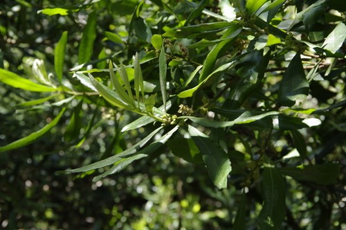 What is the Optimal Temperature for Pacific Wax Myrtle? (Range, Effects ...