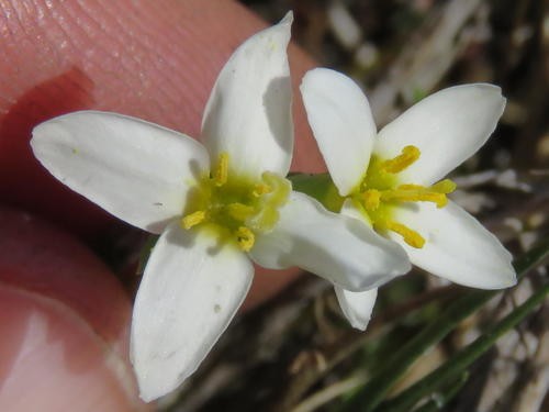 Sebaea Care (Watering, Fertilize, Pruning, Propagation) - PictureThis