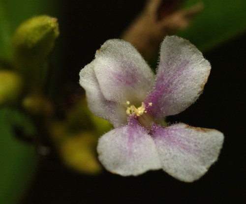 Helicteres angustifolia - PictureThis