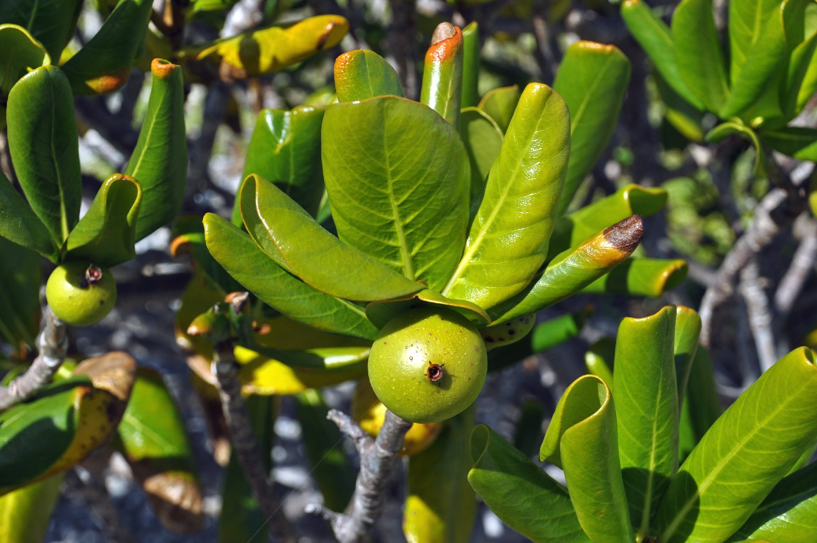 Seven year apple Care (Watering, Fertilize, Pruning, Propagation ...
