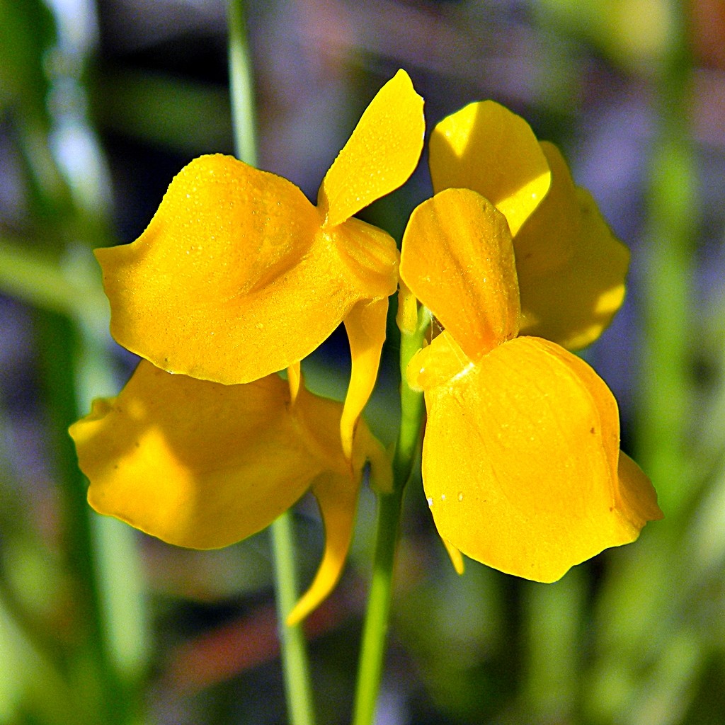 Utriculaire cornue (Utricularia cornuta) - PictureThis
