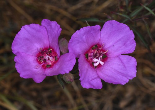 Clarkia rubicunda 照顧，種植，繁殖，開花時間 - PictureThis