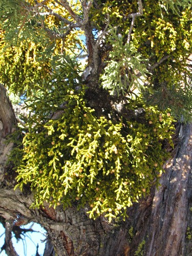 Juniper mistletoe (Phoradendron juniperinum) Flower, Leaf, Care, Uses ...