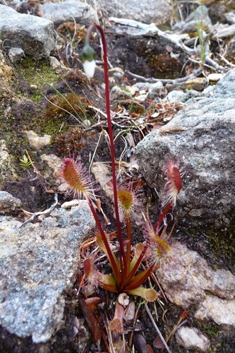 Drosera stenopetala Flower, Leaf, Care, Uses - PictureThis