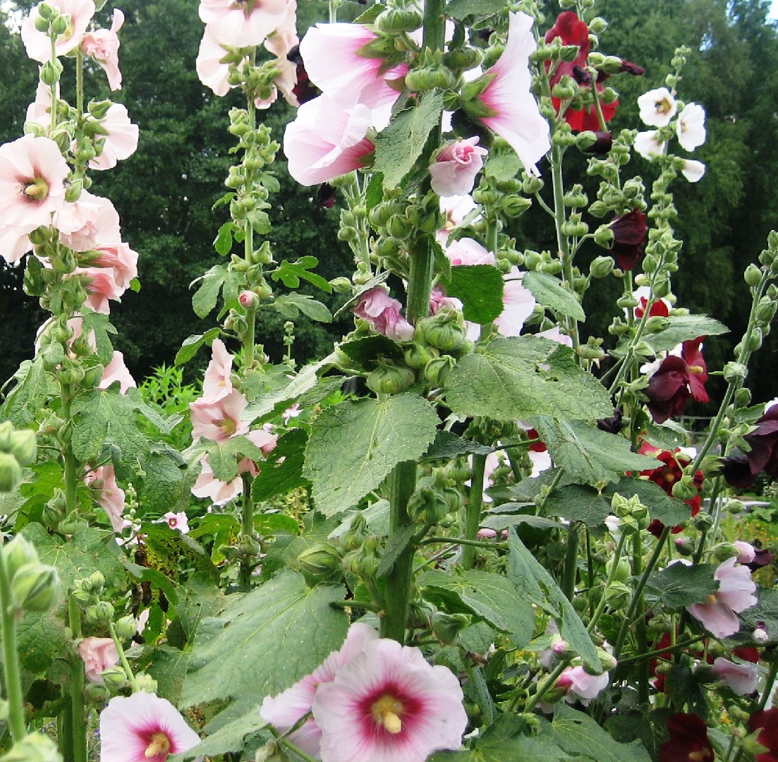 Malvarrosa (Alcea rosea) - PictureThis