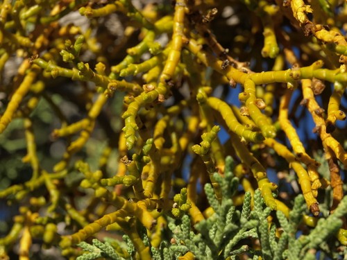 Juniper mistletoe (Phoradendron juniperinum) Flower, Leaf, Care, Uses ...