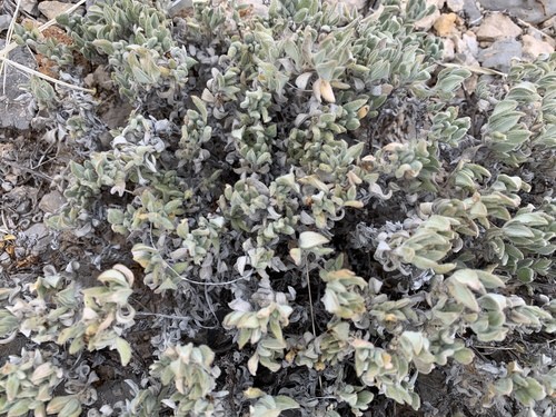 Hierba de la virgen (Tiquilia canescens) - PictureThis