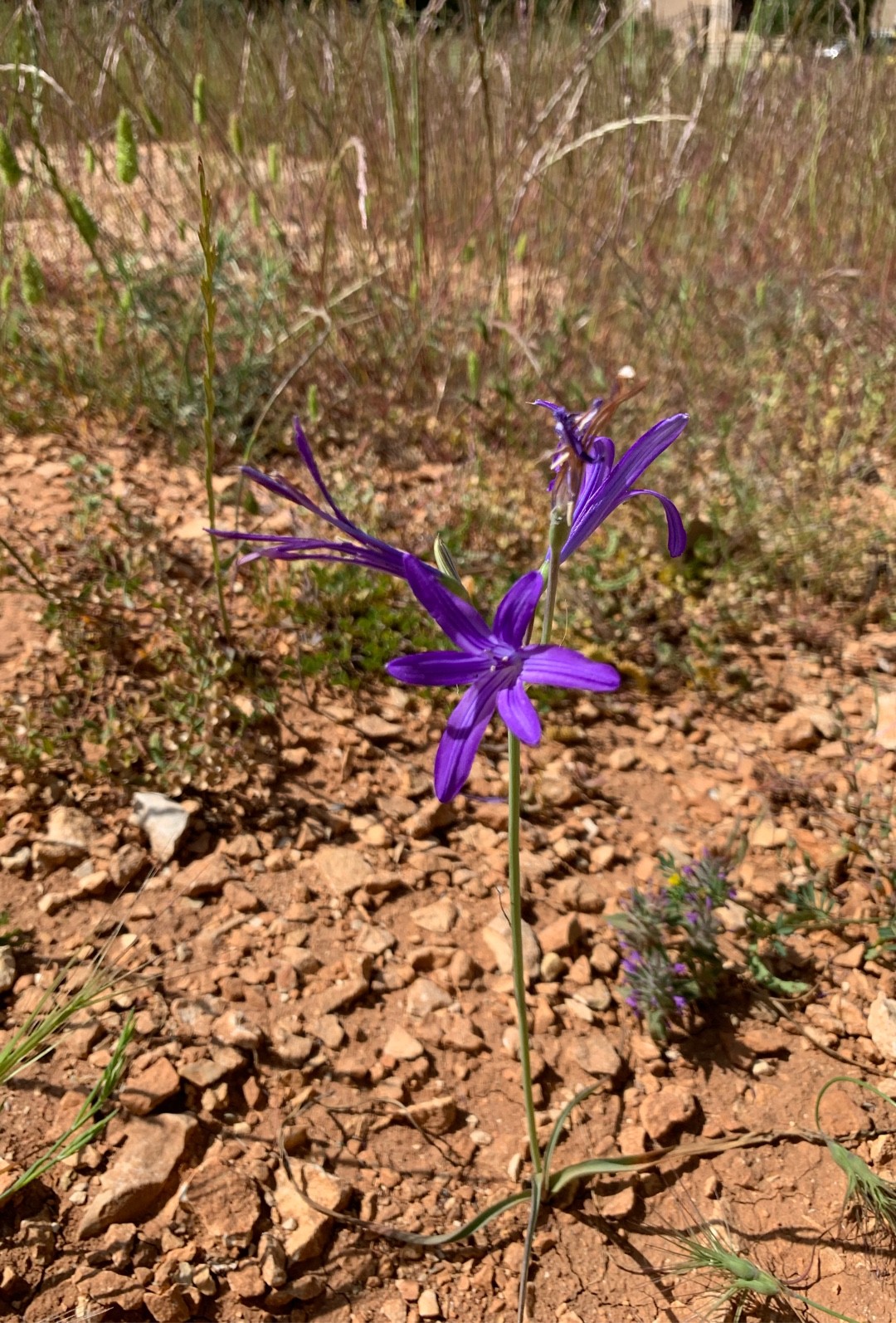 Ixiolirion tataricum - PictureThis
