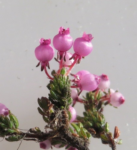Curly heath (Erica bergiana) Flower, Leaf, Care, Uses - PictureThis