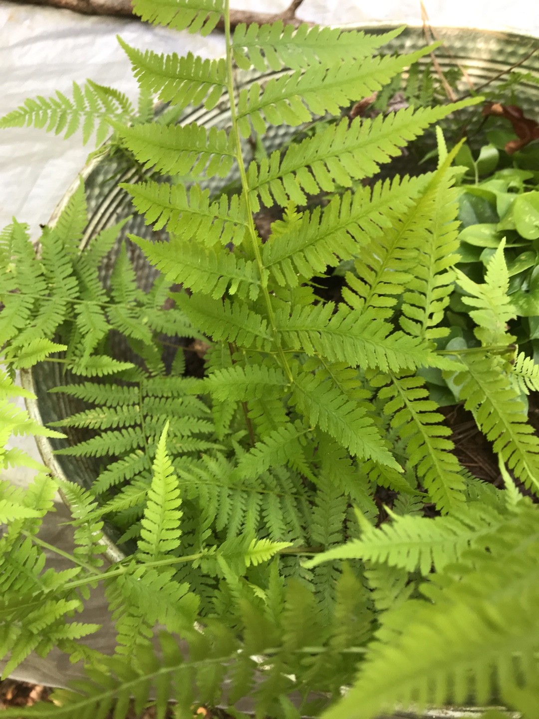 Athyrium asplenioides - PictureThis
