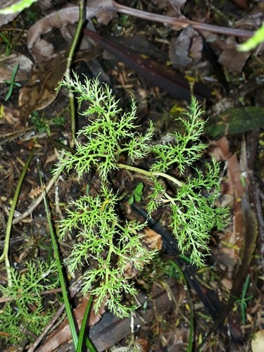 🌱 How to Propagate Fineleaf parsley fern
