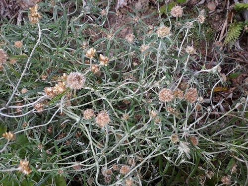 Euchiton involucratus - PictureThis