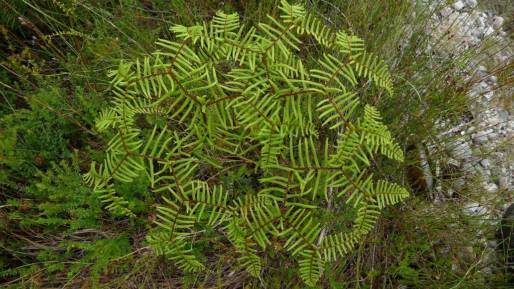 Gleichenia microphylla - PictureThis