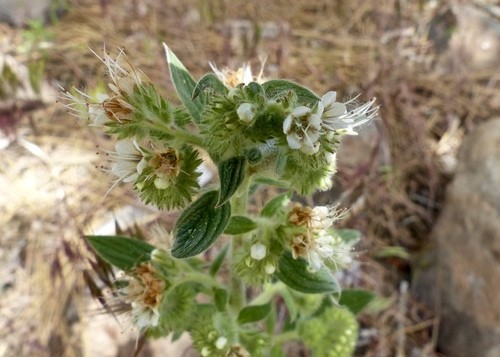 Varileaf phacelia (Phacelia heterophylla) Flower, Leaf, Care, Uses - PictureThis