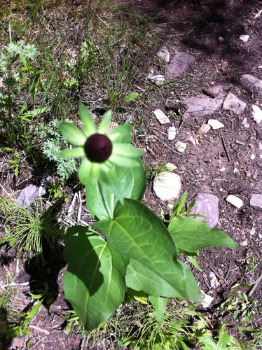 Western cone-flower (Rudbeckia occidentalis) Flower, Leaf, Care, Uses ...