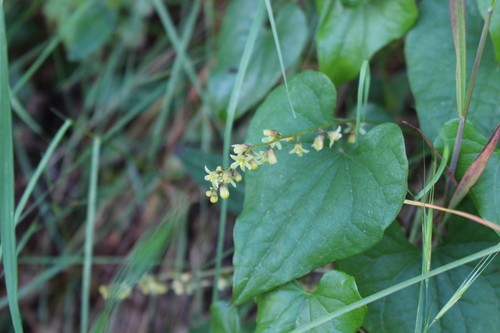 Nueza negra (Dioscorea communis) - PictureThis