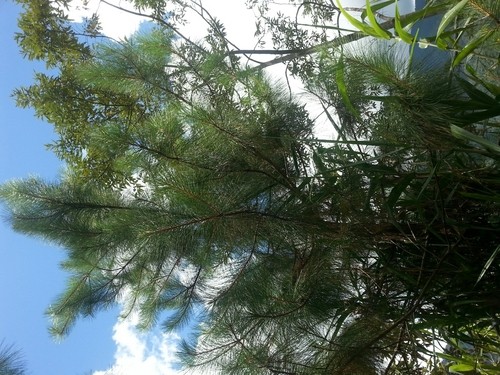 Pinus kesiya - PictureThis