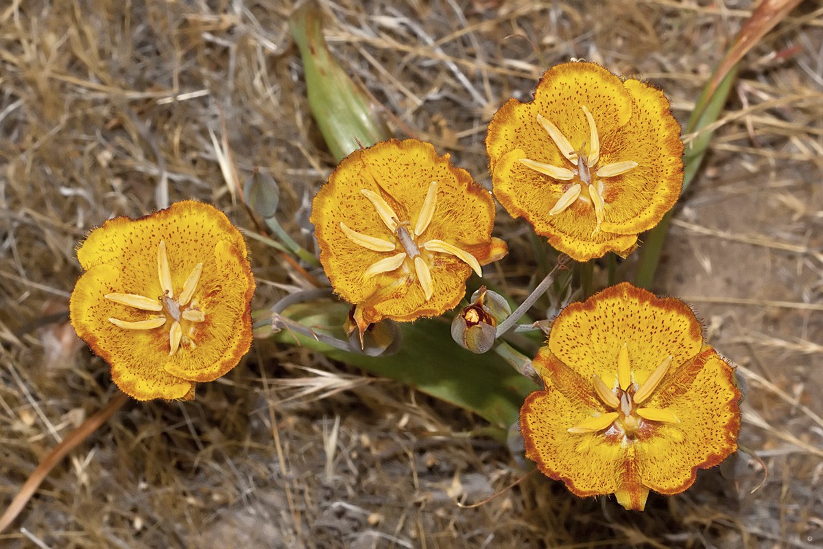 Calochortus weedii - PictureThis