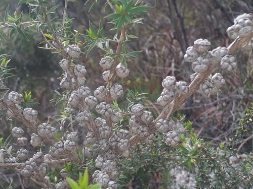 Prickly tea-tree (Leptospermum continentale) Flower, Leaf, Care, Uses ...
