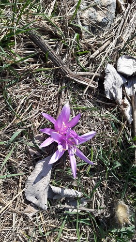Frühlingslichtblume (Colchicum bulbocodium) - PictureThis