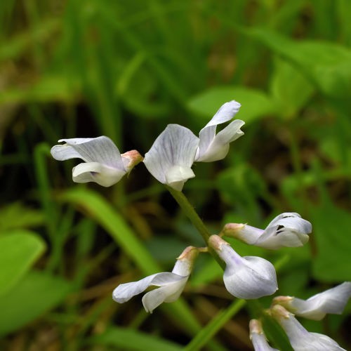 Carolina vetch (Vicia caroliniana) Flower, Leaf, Care, Uses - PictureThis