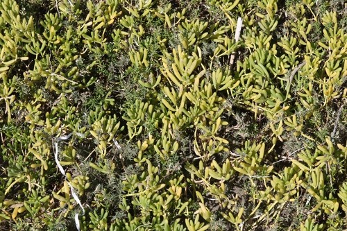 Saltwort (Batis maritima) Flower, Leaf, Care, Uses - PictureThis