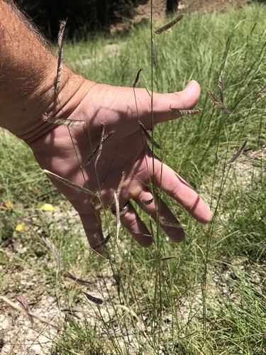 Navajita (Bouteloua gracilis) - PictureThis