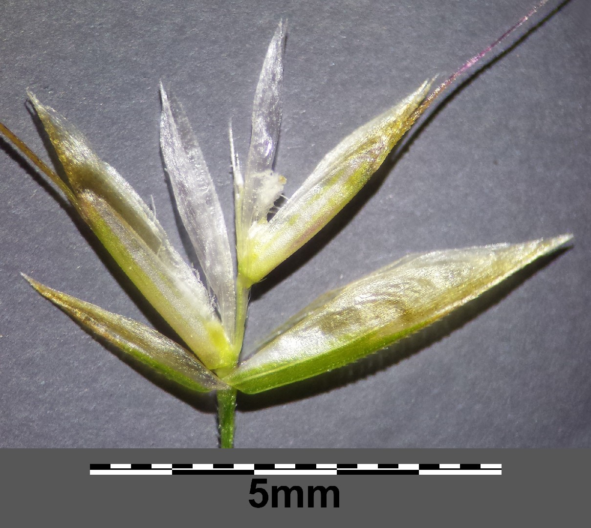 Avoine dorée (Trisetum flavescens) - PictureThis