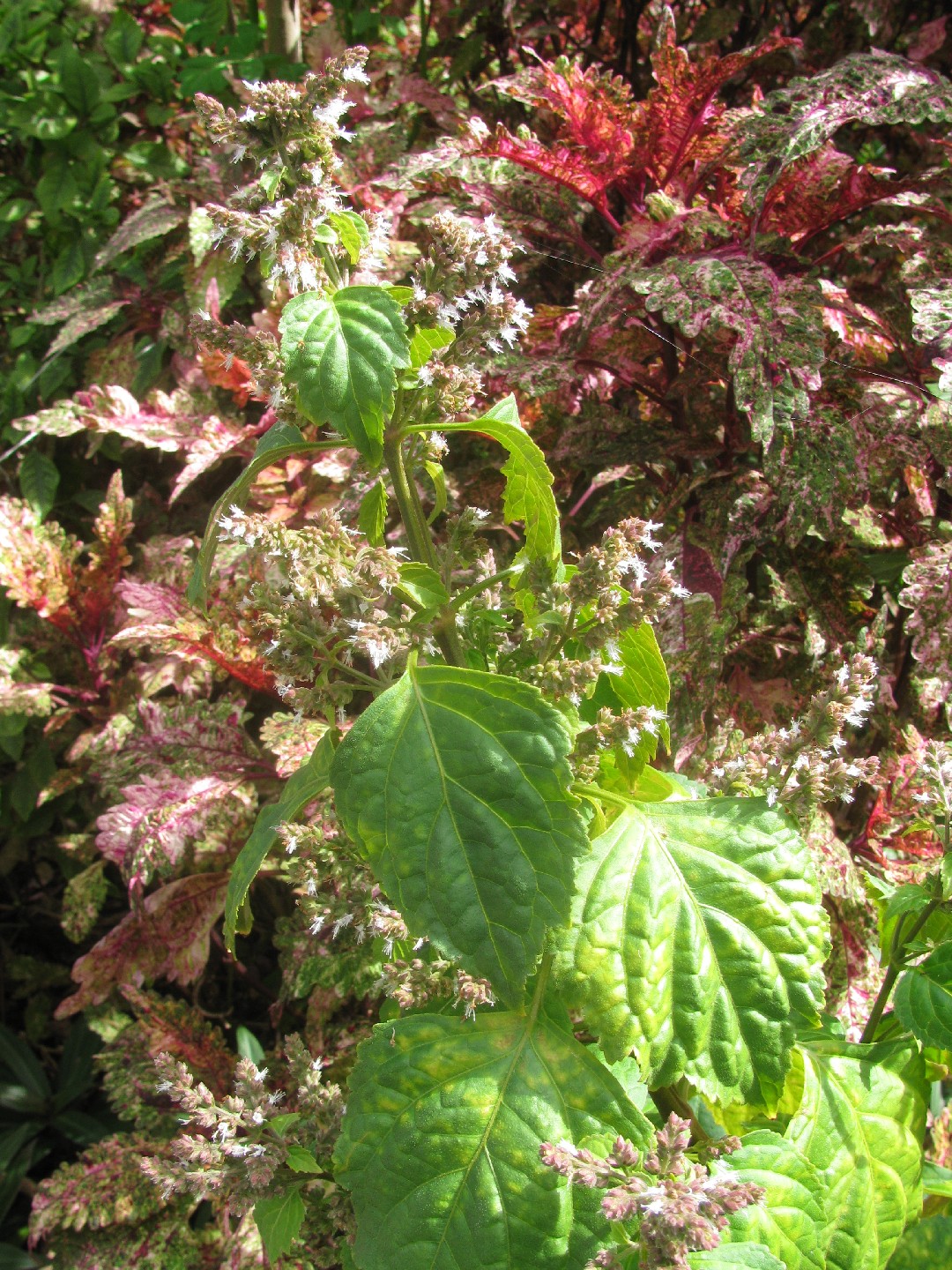 Indisches patschuli Pflege (Bepflanzung, Krankheiten, Ernte) - PictureThis
