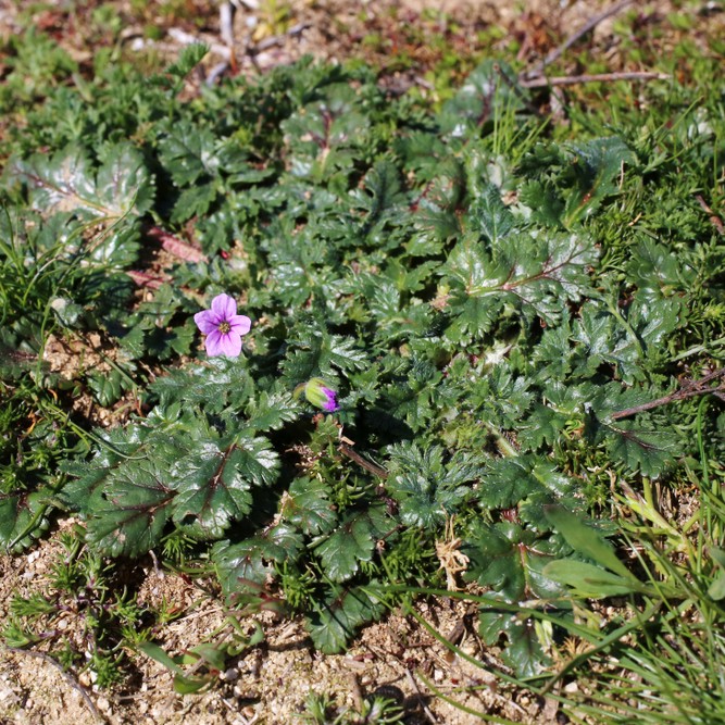 Broadleaf filaree (Erodium botrys) Flower, Leaf, Care, Uses - PictureThis