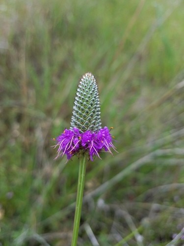 Dalea compacta - PictureThis