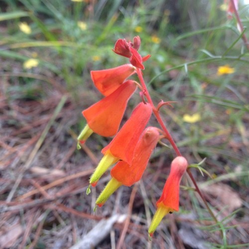 Castilleja tenuifolia Flower, Leaf, Care, Uses - PictureThis