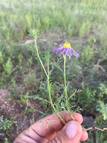 Machaeranthera tanacetifolia - PictureThis