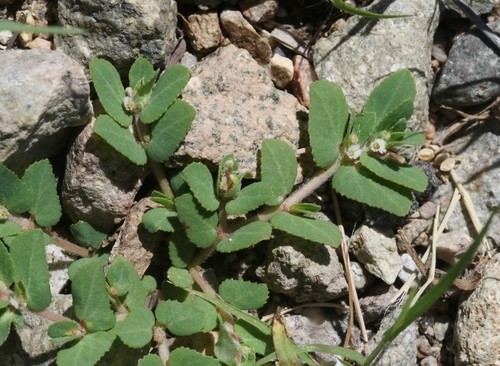 Euphorbia indivisa - PictureThis