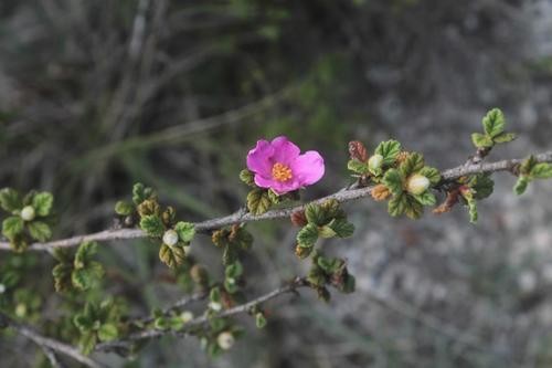 Purshia plicata - PictureThis